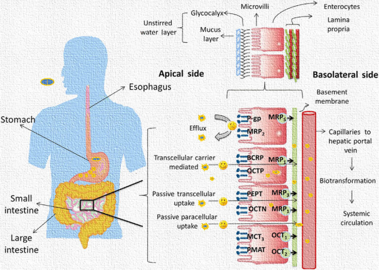 Absorption of drugs in GIT - Pharmaacademias