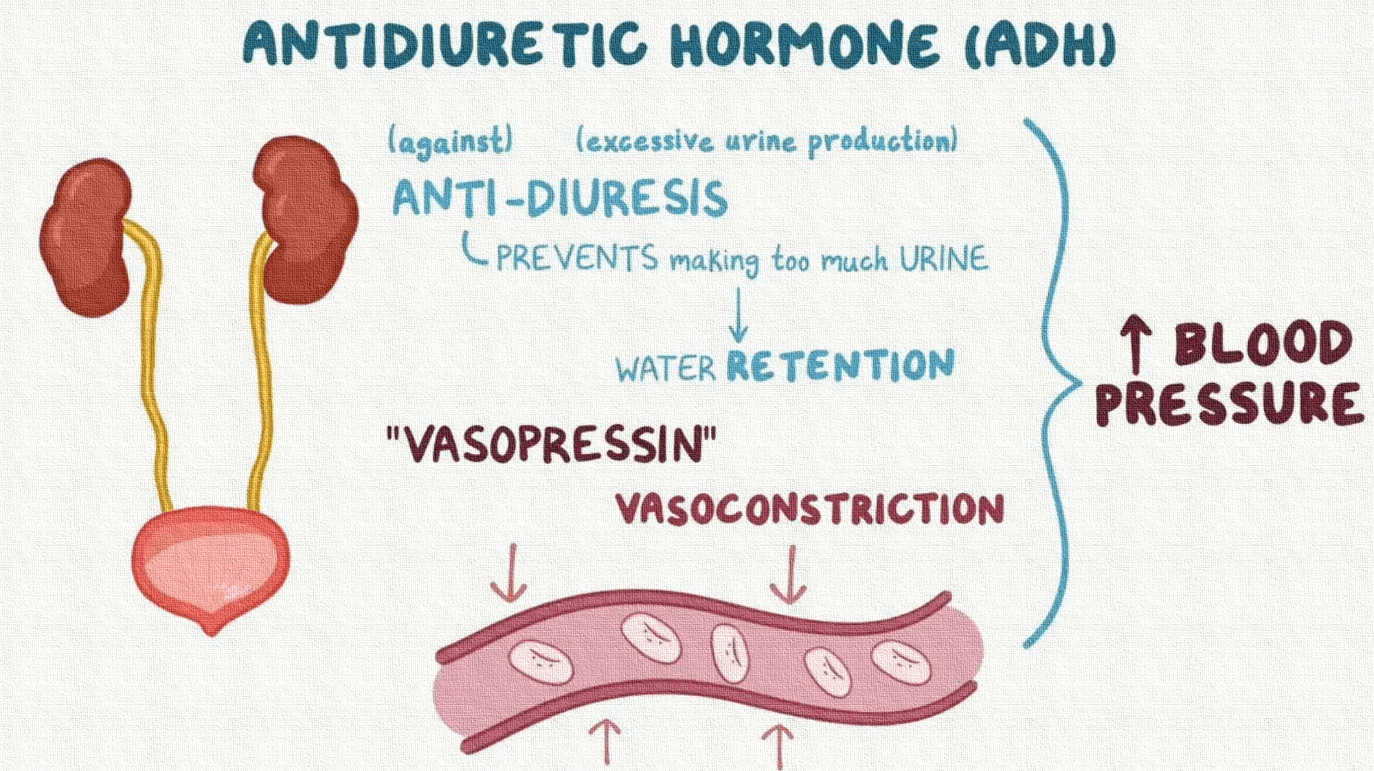 Antidiuretics (Antidiuretic Agents)
