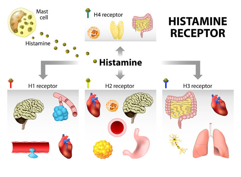 Introduction to Autacoids and Classification of Histamine - Pharmaacademias