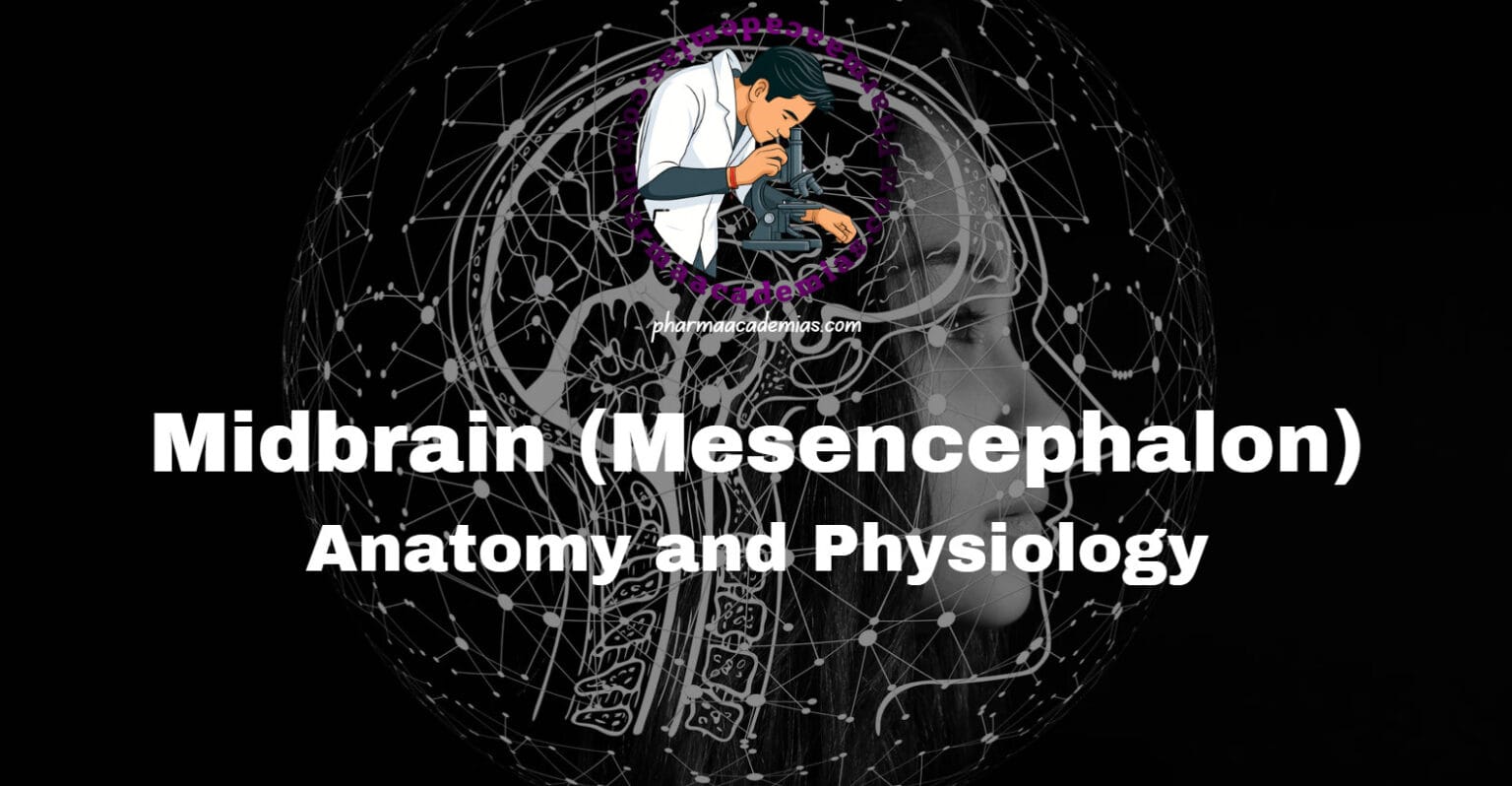 Midbrain (Mesencephalon): Anatomy and Physiology - Pharmaacademias